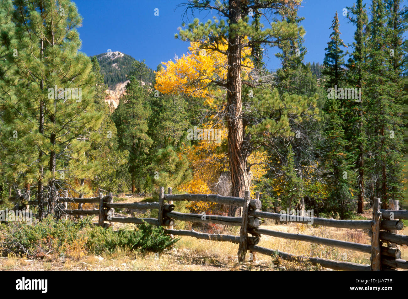 Dixie National Forest, Utah 9 13 Stock Photo - Alamy