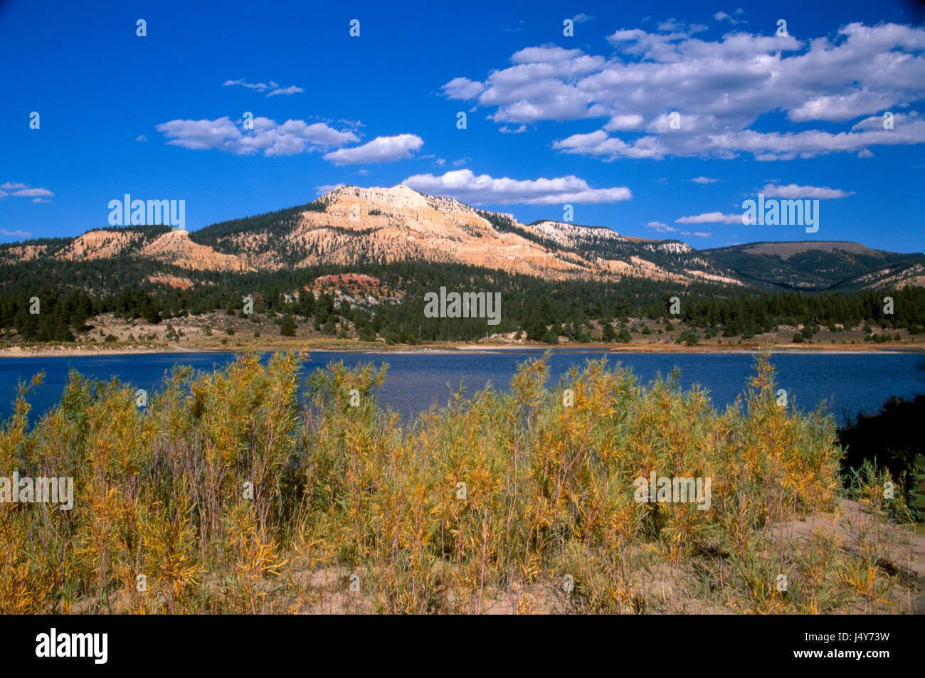 Dixie National Forest, Utah 9 13 Stock Photo - Alamy
