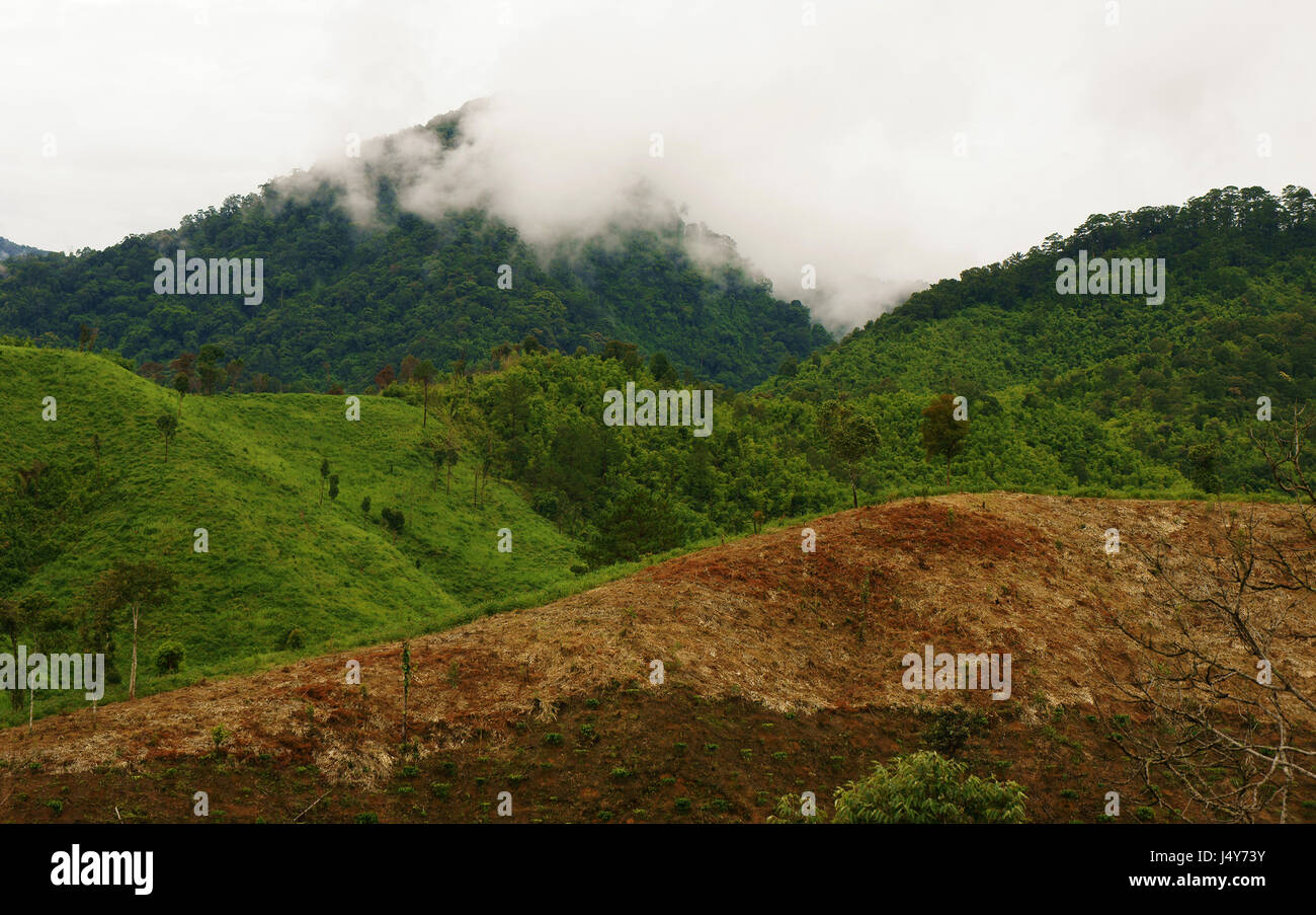 deforestation for agriculture at Vietnamese highland as Lam Dong ...