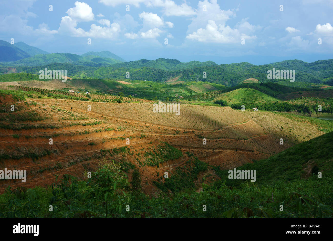 deforestation for agriculture at Vietnamese highland as Lam Dong ...
