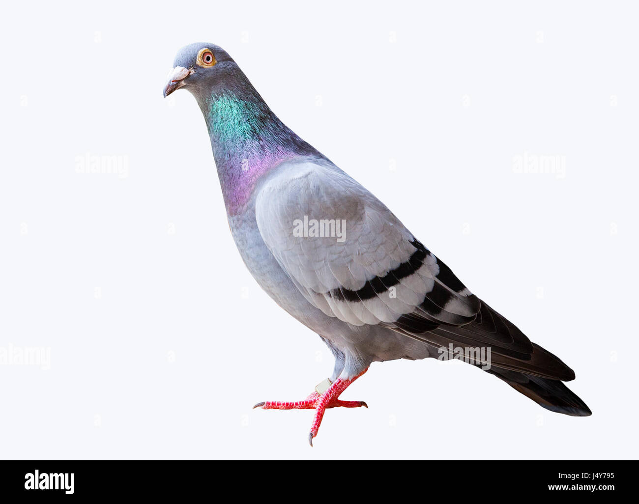 full body of speed flying racing pigeon isolated white background Stock ...