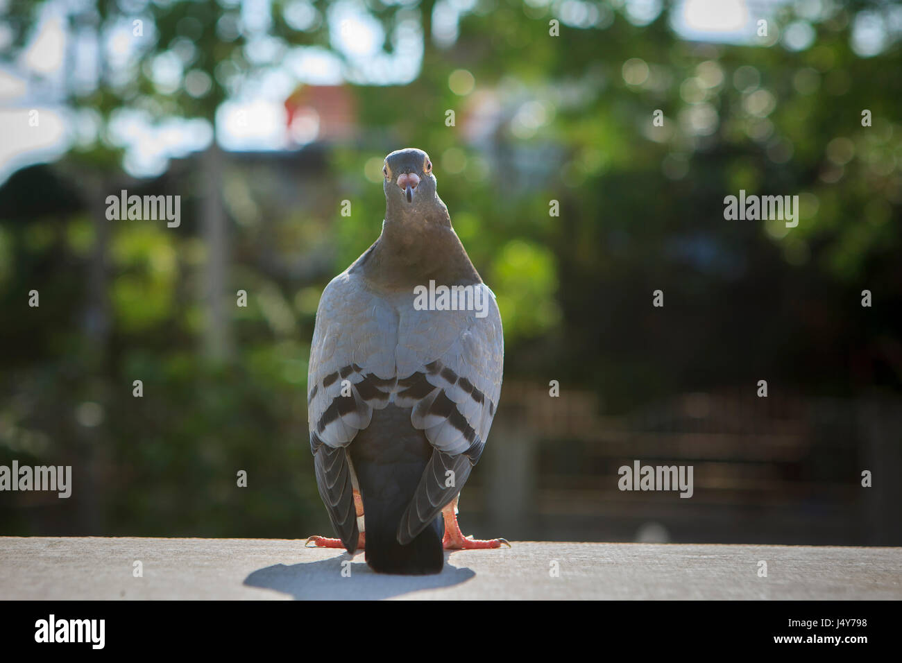 pigeon bird reverse turn looking ninety degree to camera Stock Photo ...