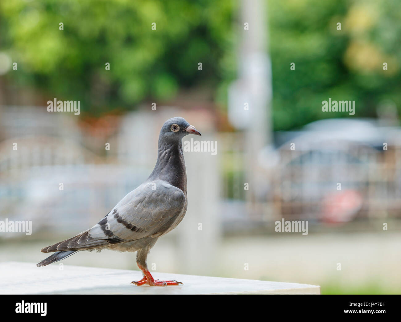 close up full body of pigeons bird standing Stock Photo - Alamy