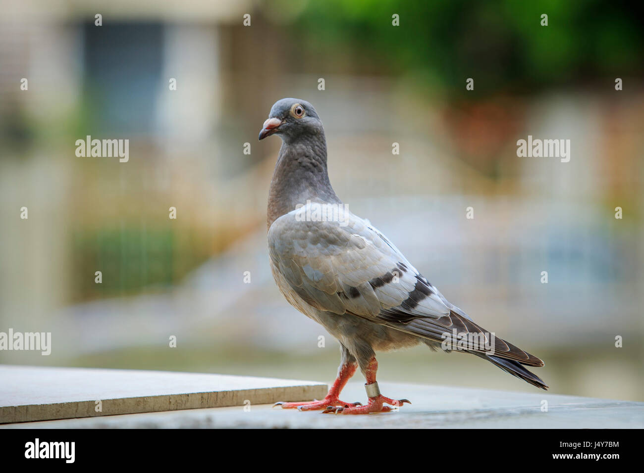 young speed racing pigeon birds Stock Photo - Alamy