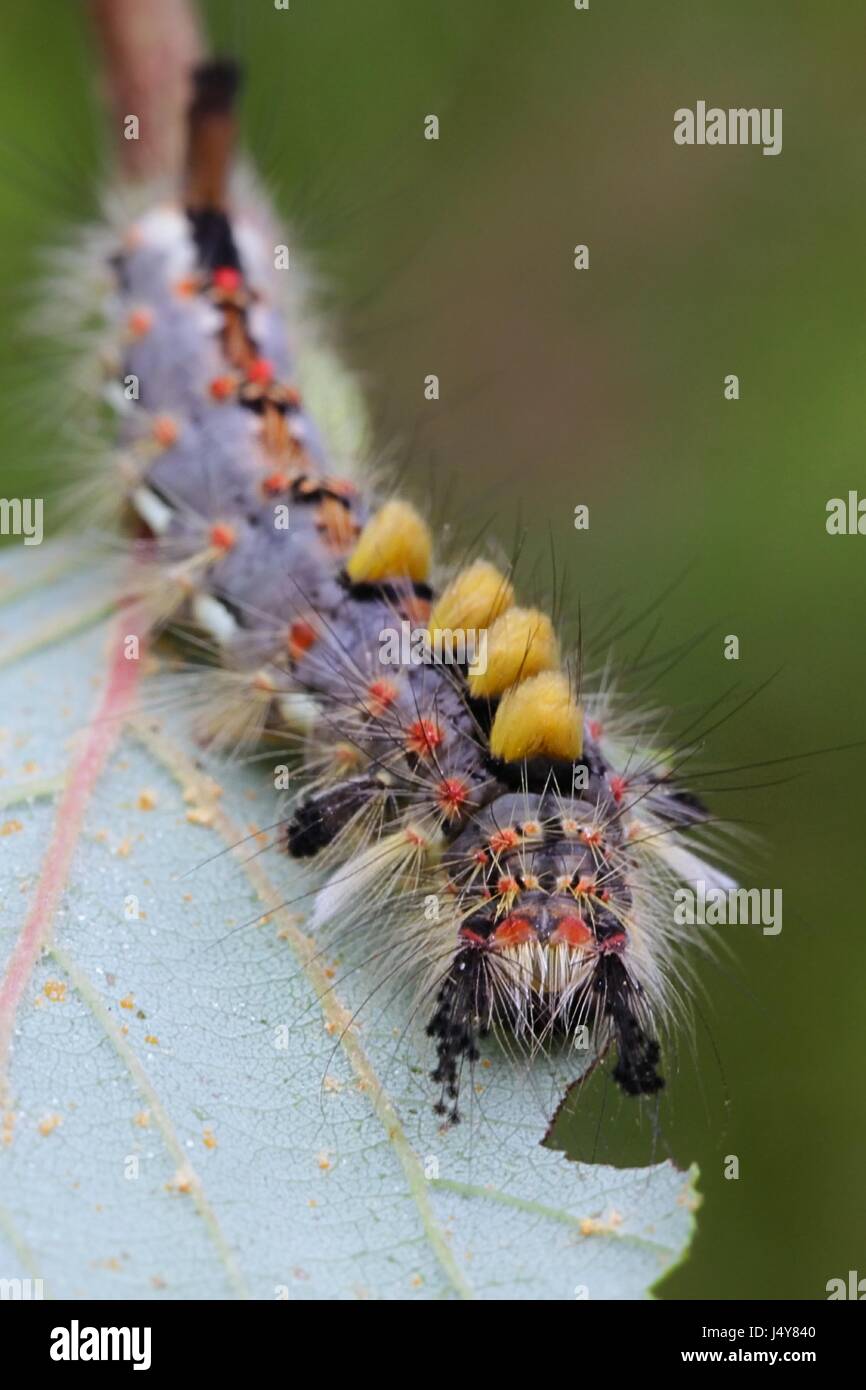 Caterpillar of Rusty Tussock Moth, known also the Vapourer Stock Photo ...