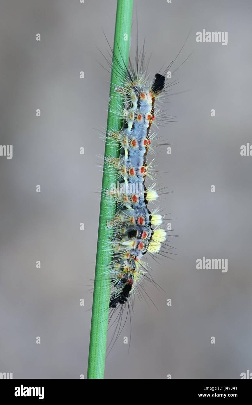 Caterpillar of Rusty Tussock Moth, Orgyia antiqua, known also the ...