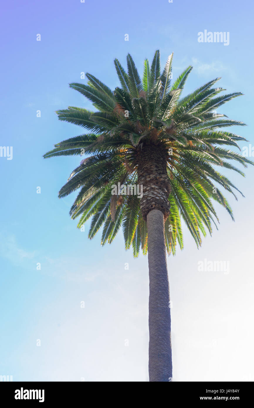 One tropical figue palm tree on blue sky background Stock Photo - Alamy