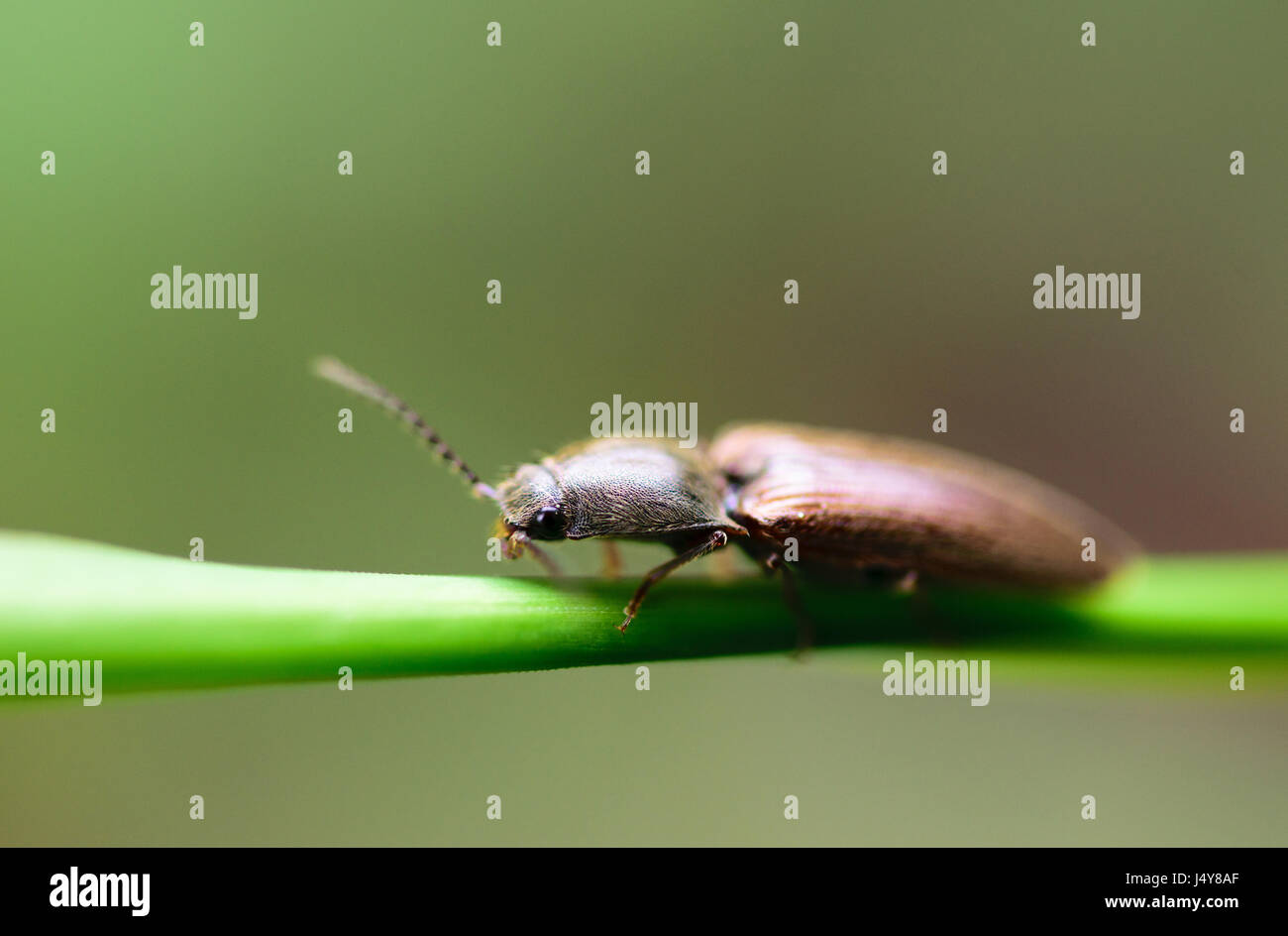 brown bug on grass Stock Photo - Alamy