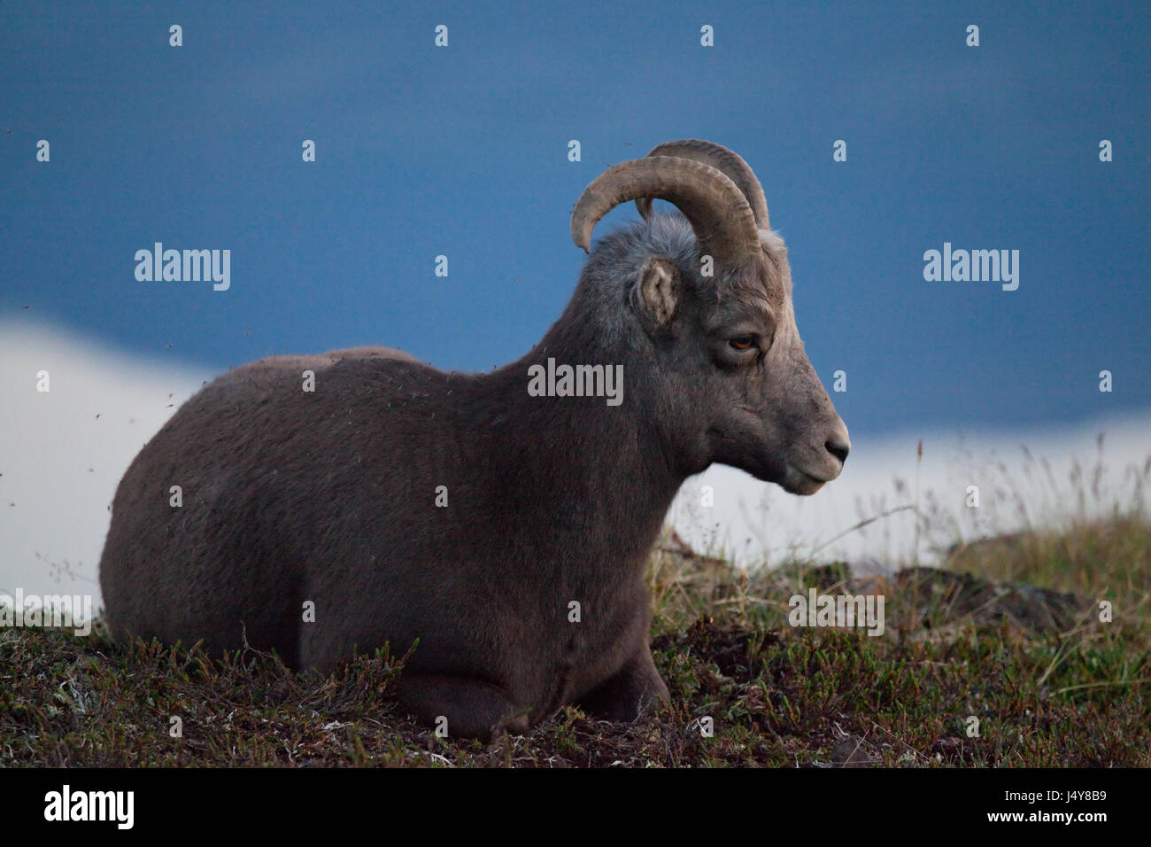 Putorana snow ram (Putorana big horn ram). Kutaramakan. Endemic animal ...