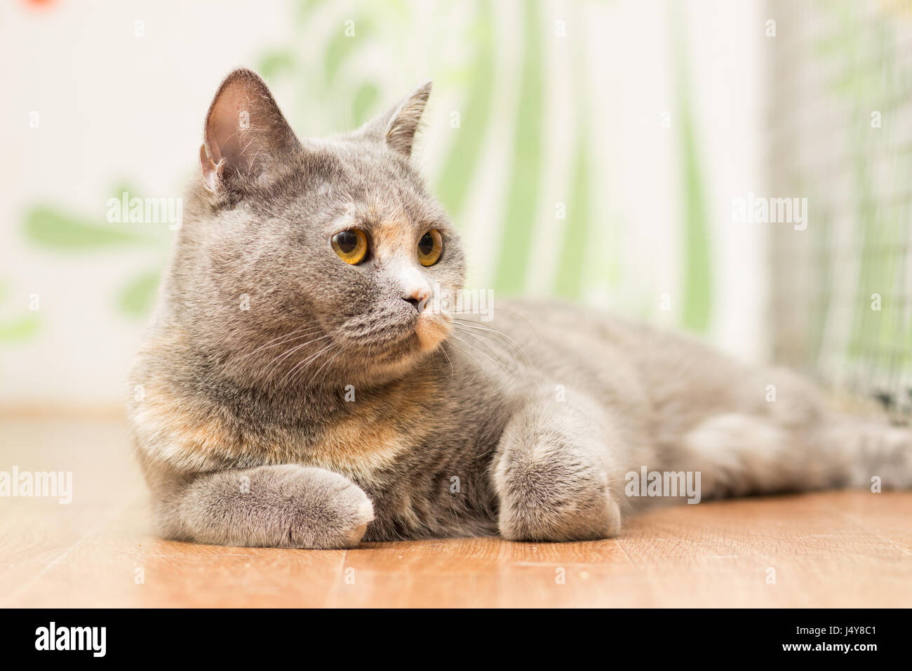 Light-colored cat with red spots and short hair lies on the floor Stock ...