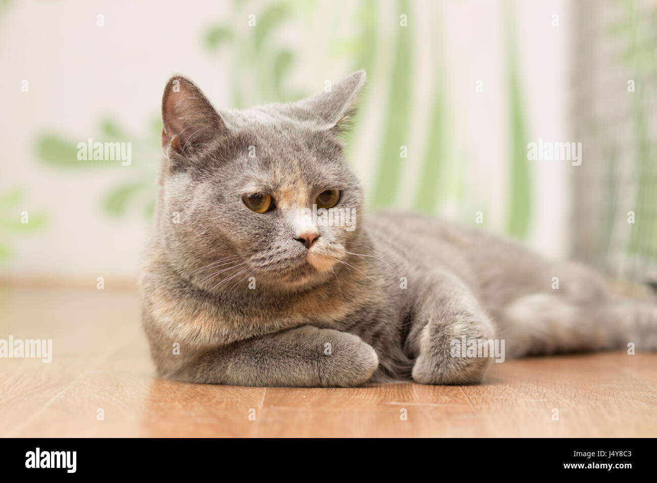 Light-colored cat with red spots and short hair lies on the floor Stock ...