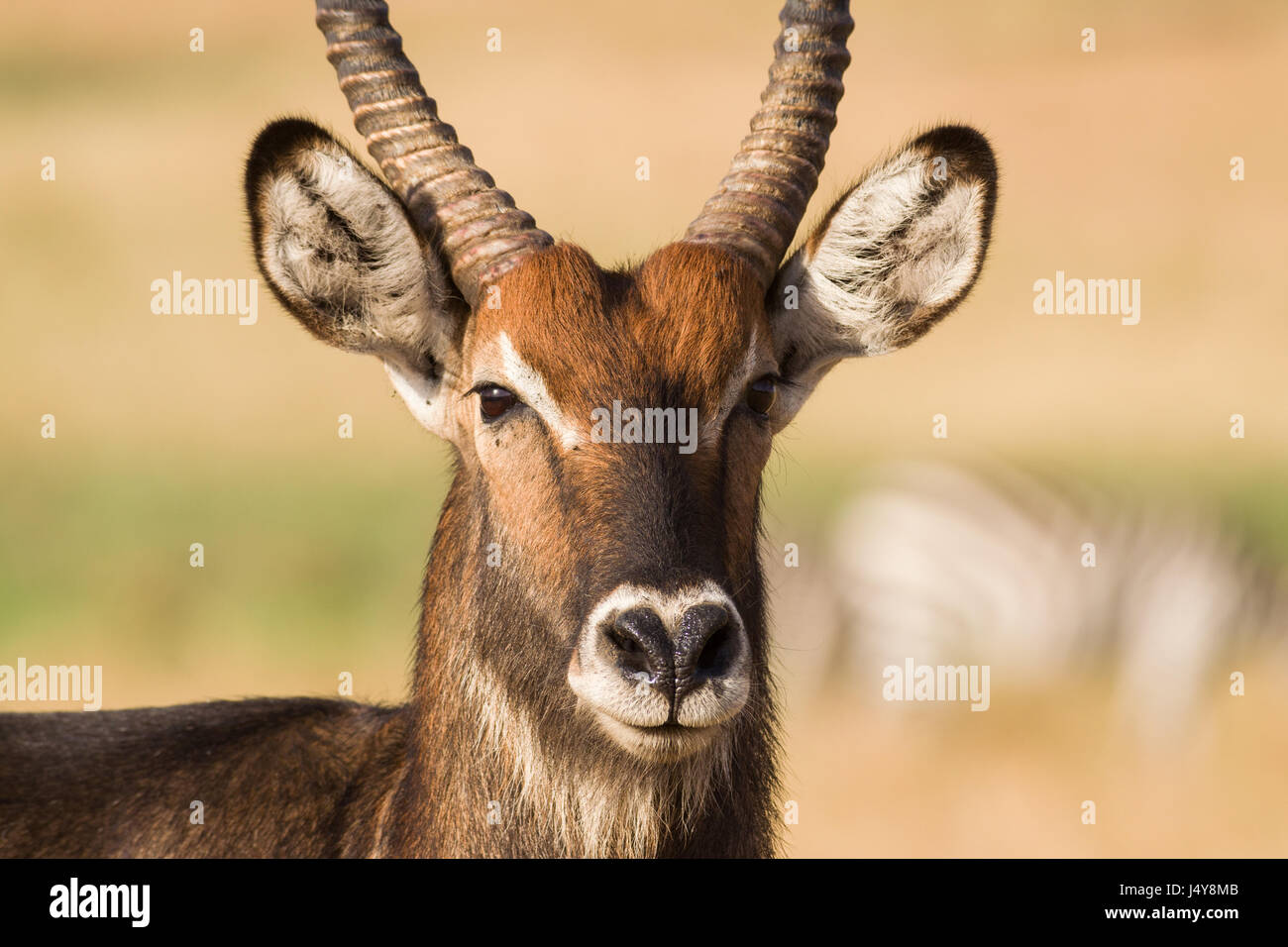 Male waterbuck Antelope (Kobus ellipsiprymnus), Kenya Stock Photo - Alamy
