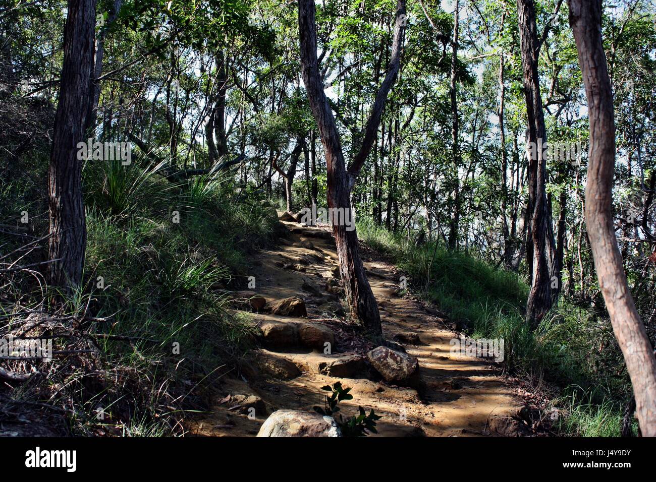 Forest Way at Ngungun Glass House Mountains National Park, Queensland ...