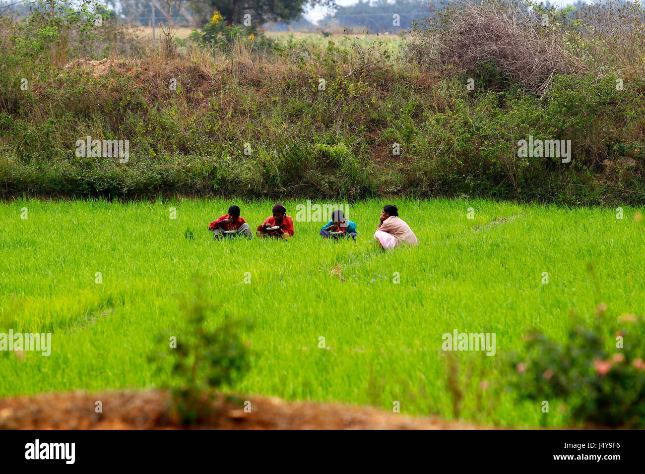 Indian womans taking lunch on the field at Karnataka, India Stock Photo ...