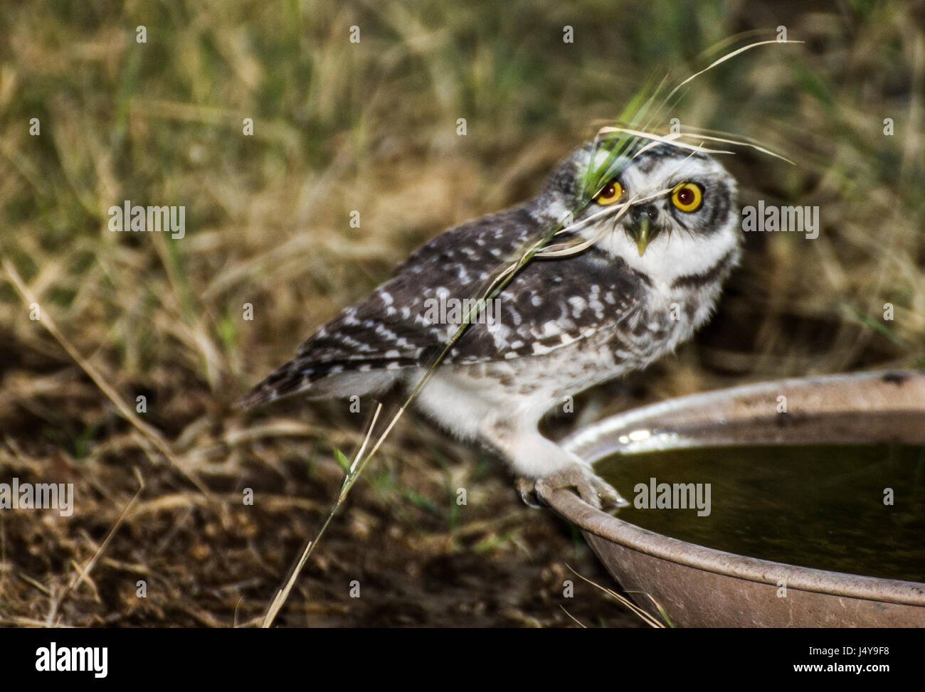 Thirsty Owlets in summer Stock Photo - Alamy