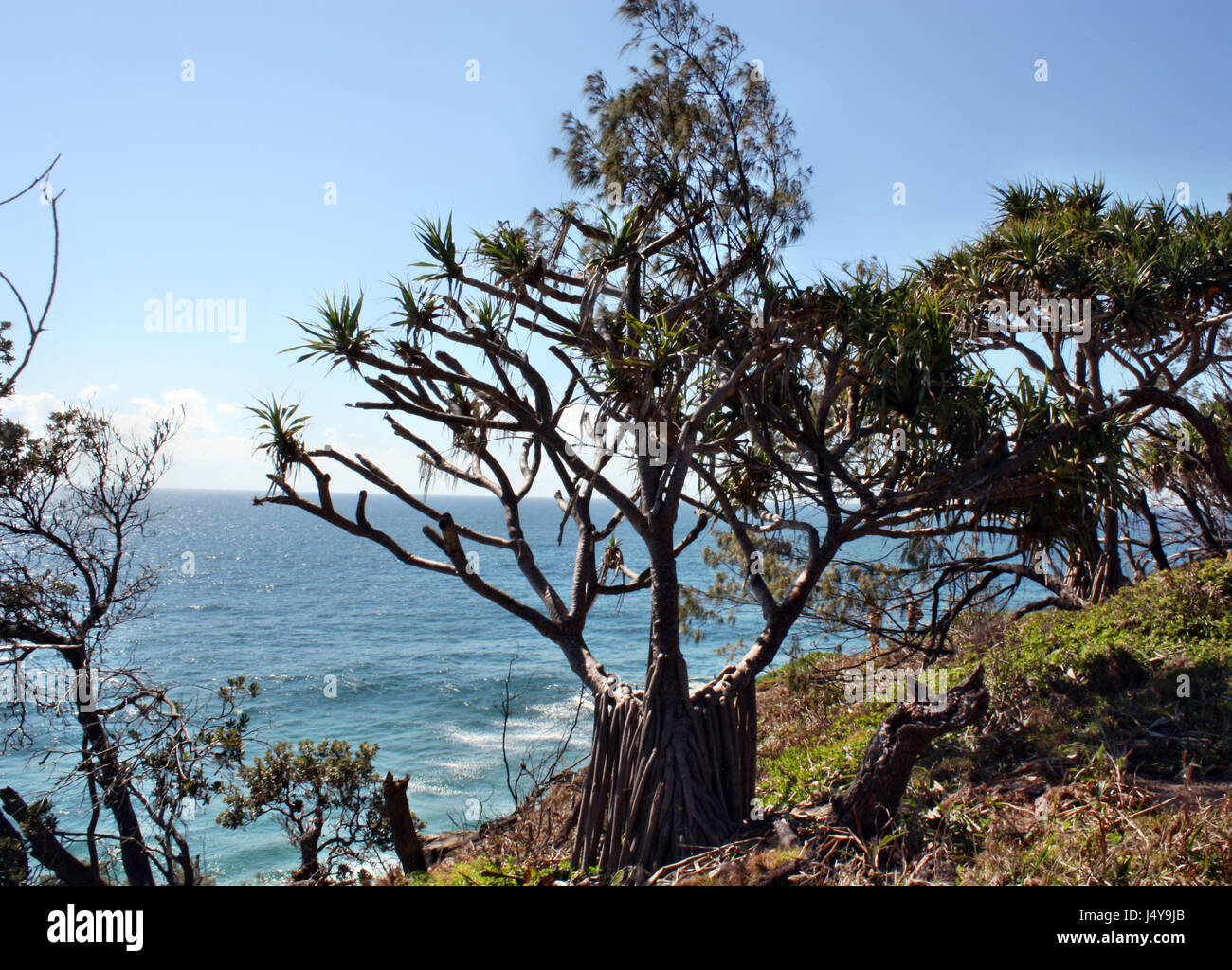 Pandanus Tree With Blue Background High Resolution Stock Photography ...