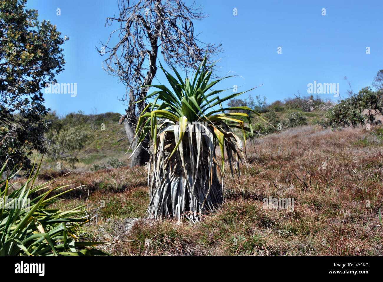 Tropical plant at Noosa National Park, Queensland Australia Stock Photo ...