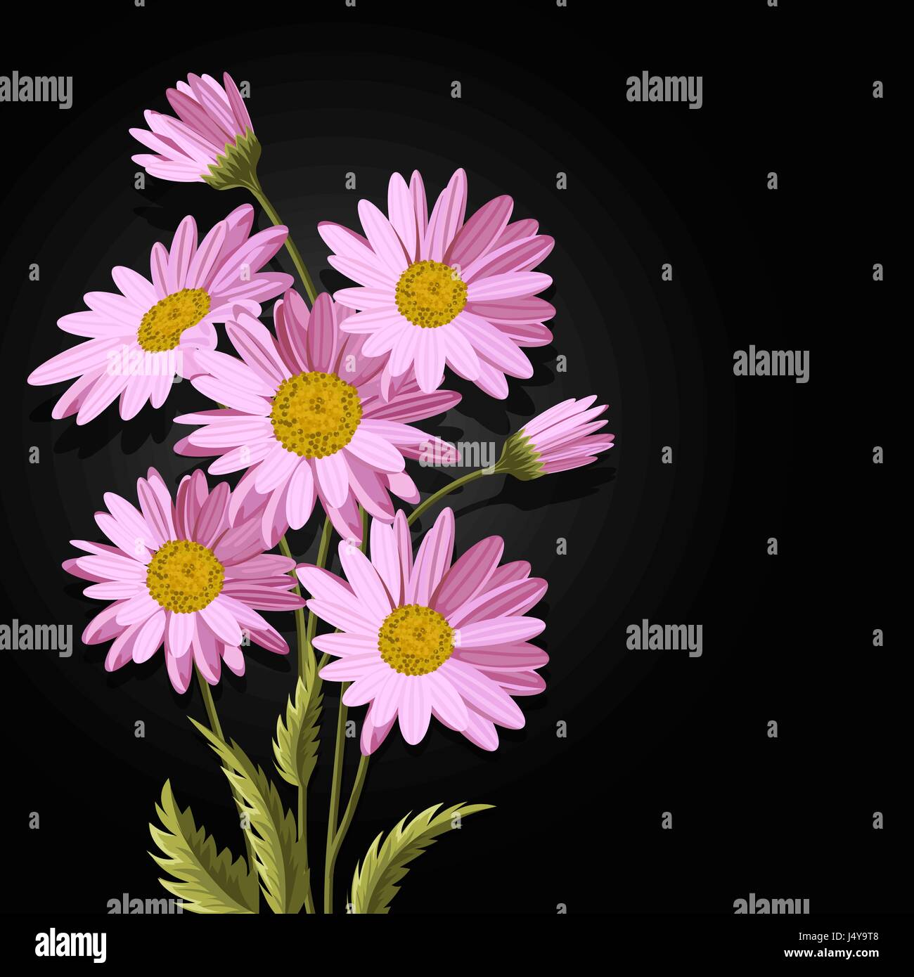 Beautiful pink daisies Stock Vector Image & Art - Alamy