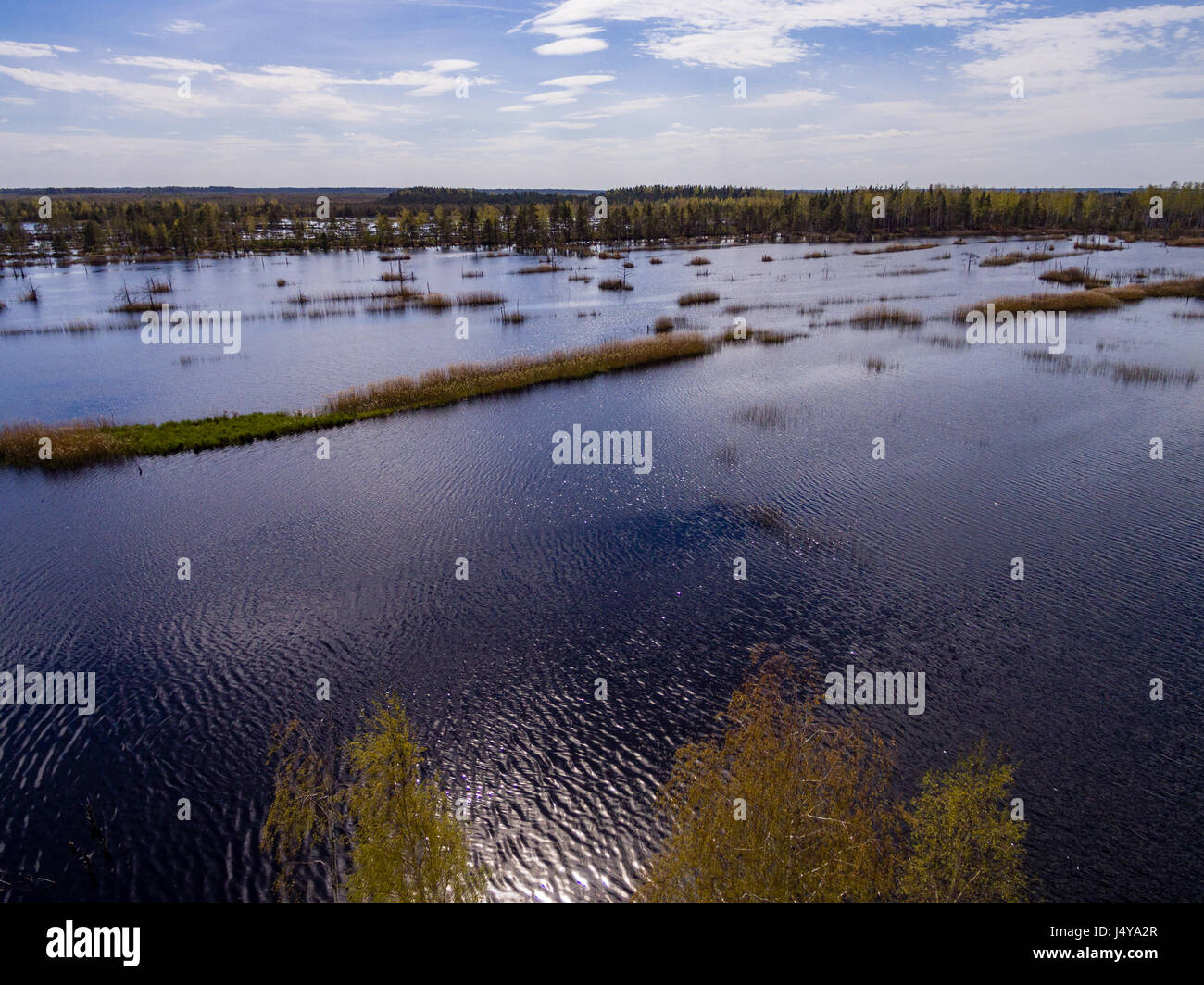 drone image. aerial view of rural area with swamp lakes with blue water ...