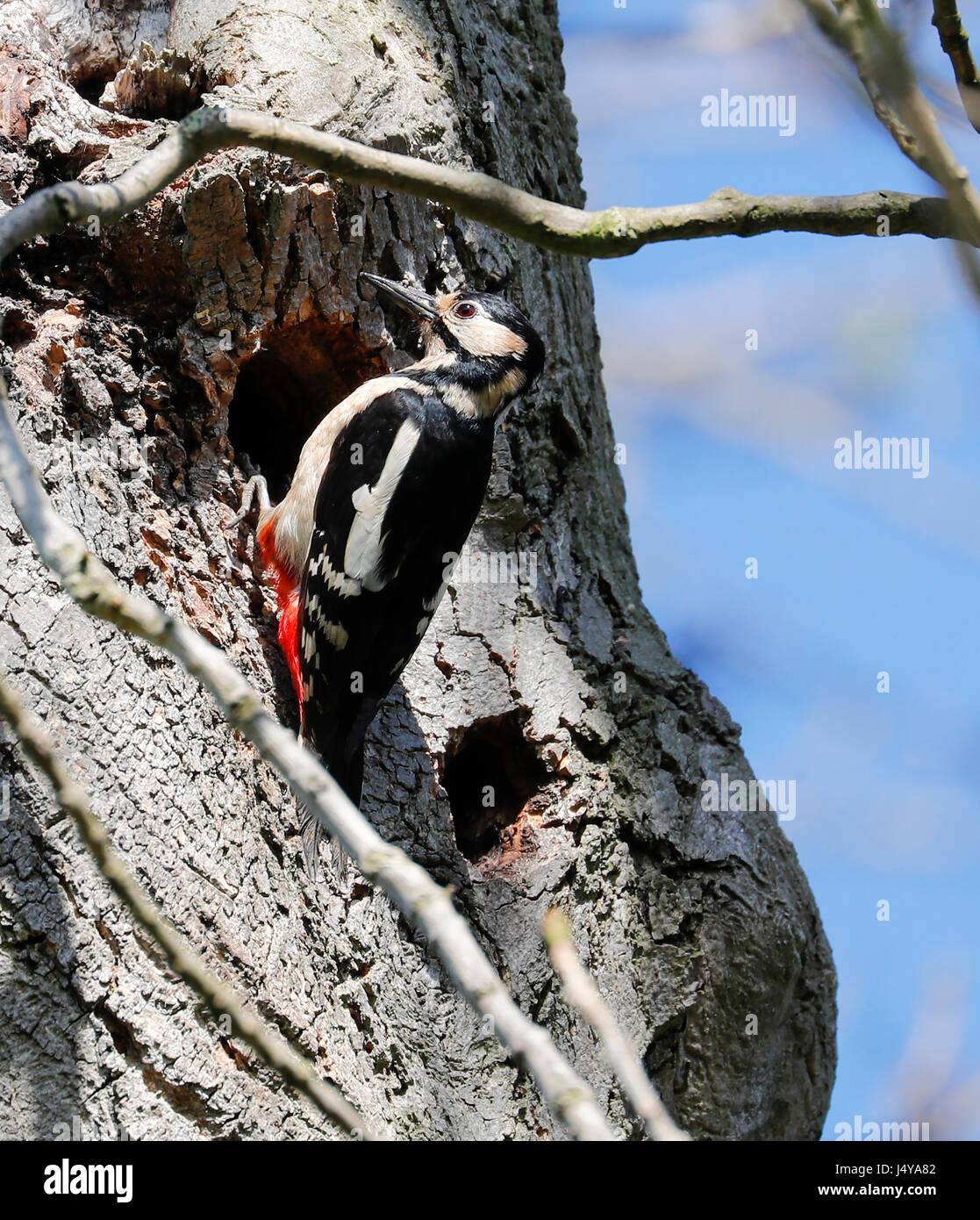 Great Spotted Woodpecker ( dendrocopus major Stock Photo - Alamy