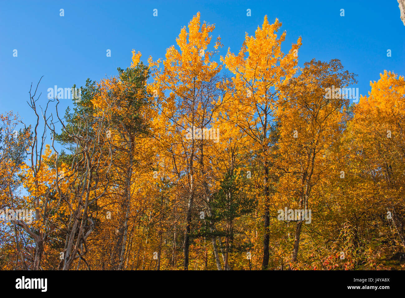 Beautiful trees in late autumn hi-res stock photography and images - Alamy