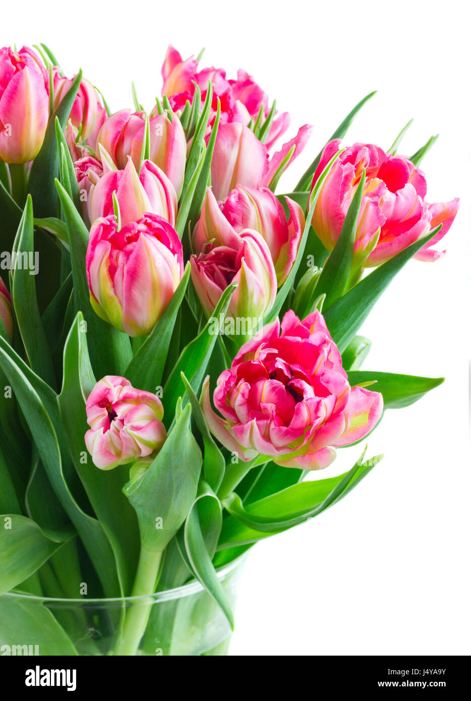 Bouquet of bright pink fresh tulips close up isolated on white ...