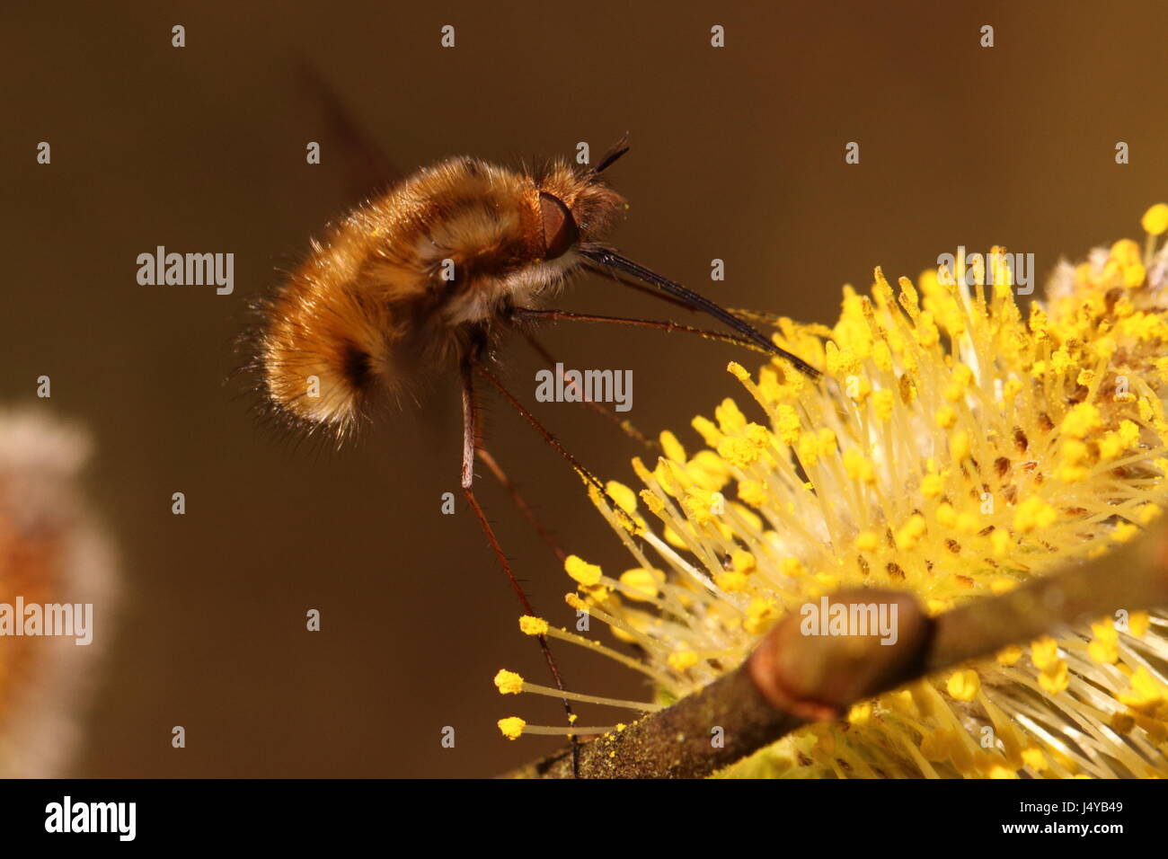 Bee Fly collecting pollen from Willow Stock Photo - Alamy