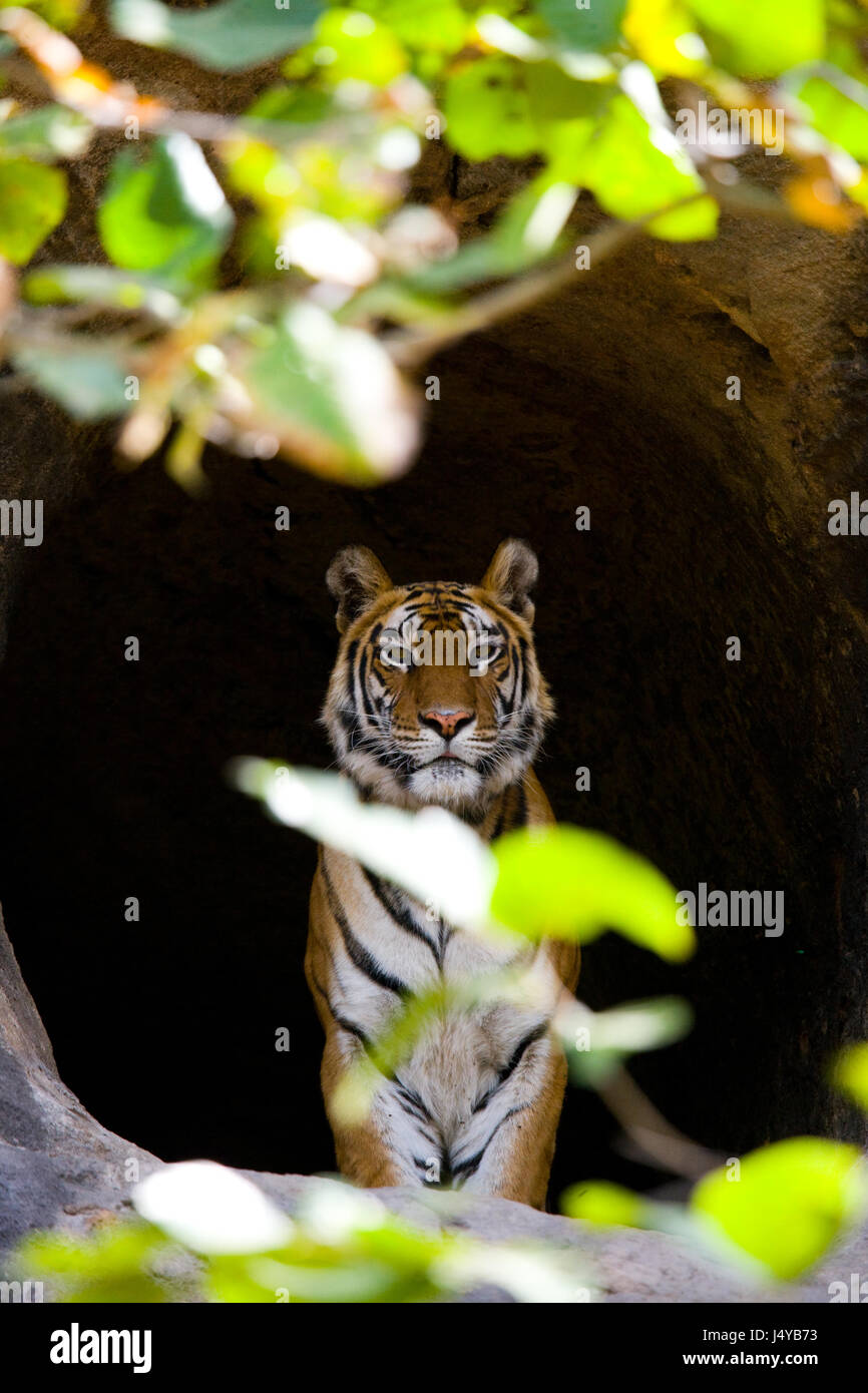 Wild Bengal Tiger in the cave. India. Bandhavgarh National Park. Madhya ...