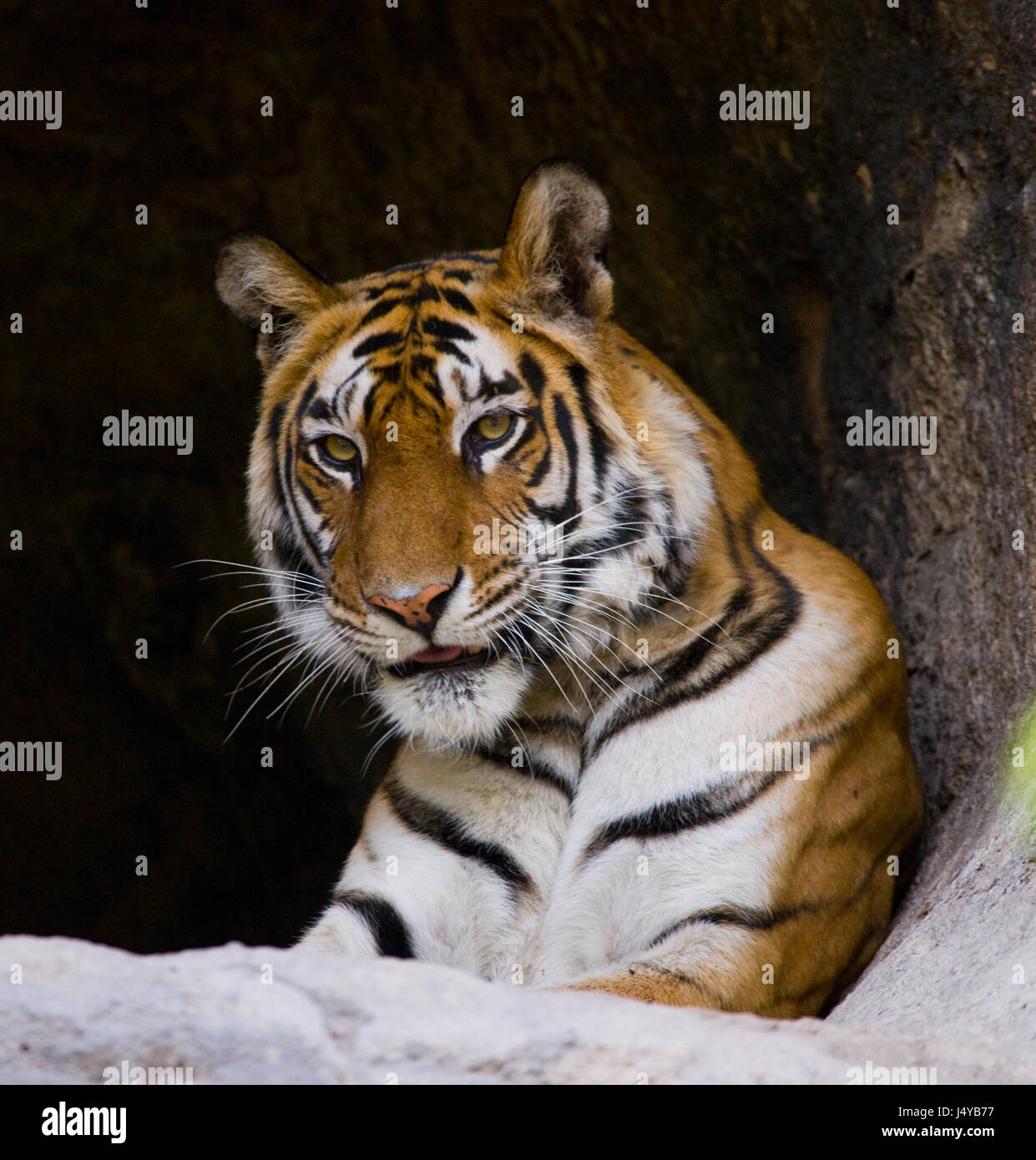 Wild Bengal Tiger in the cave. India. Bandhavgarh National Park. Madhya ...