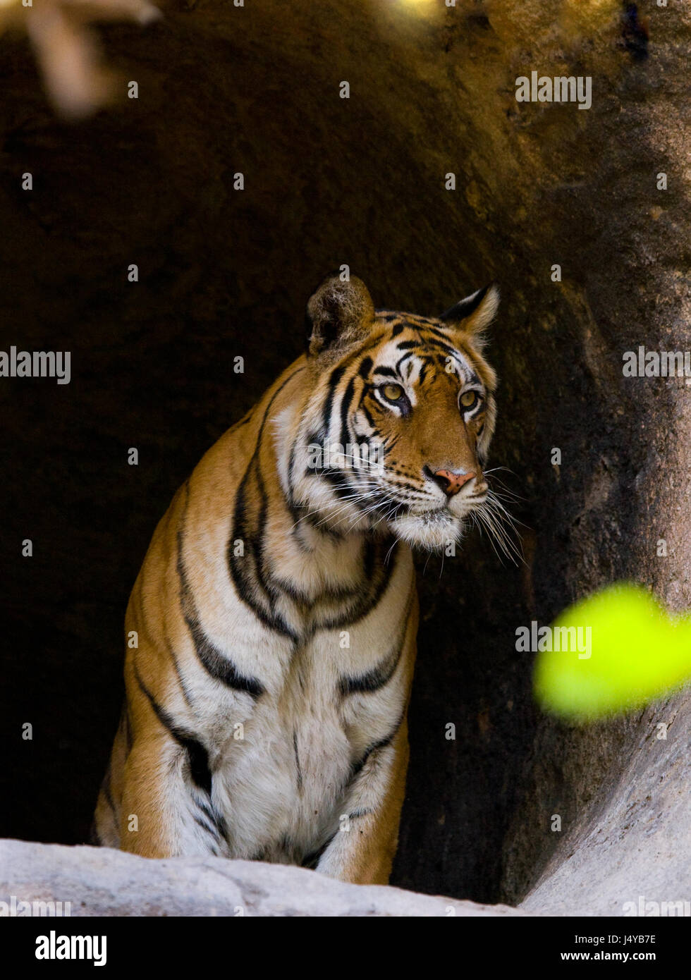 Wild Bengal Tiger in the cave. India. Bandhavgarh National Park. Madhya ...