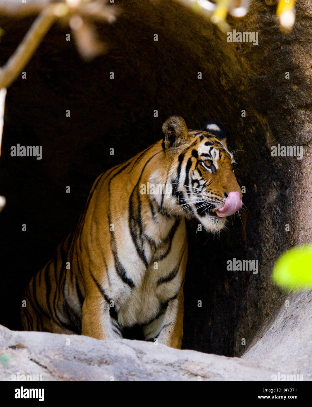 Wild Bengal Tiger in the cave. India. Bandhavgarh National Park. Madhya ...