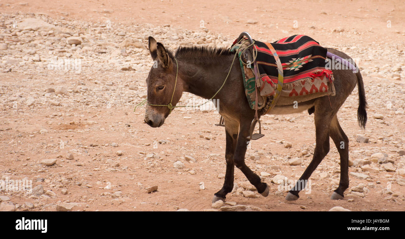 Donkey walking through sand in Petra Jordan. The donkey is used to ...