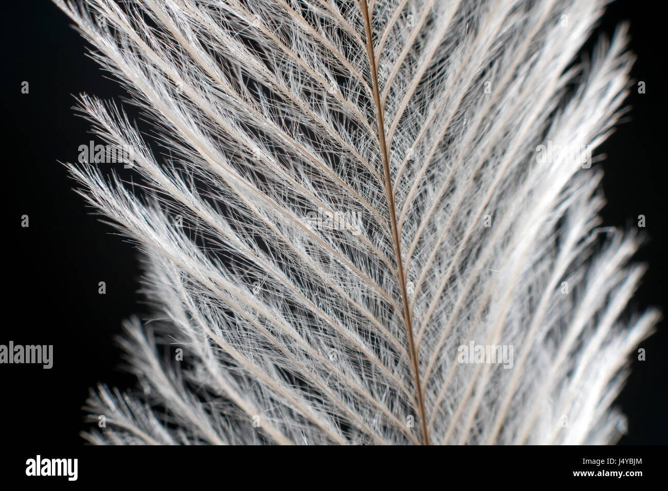 Elegant Feather on black Extreme Close up Detail. Extreme macro feather ...