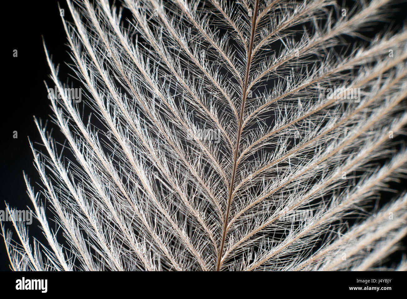 Elegant Feather on black Extreme Close up Detail. Extreme macro feather ...