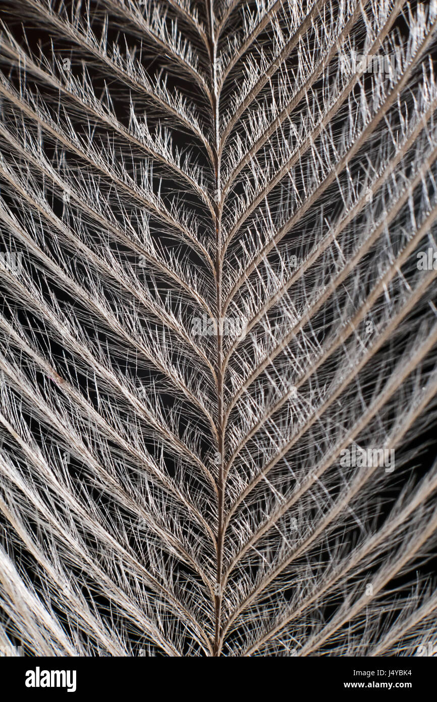 Elegant Feather on black Extreme Close up Detail. Extreme macro feather ...