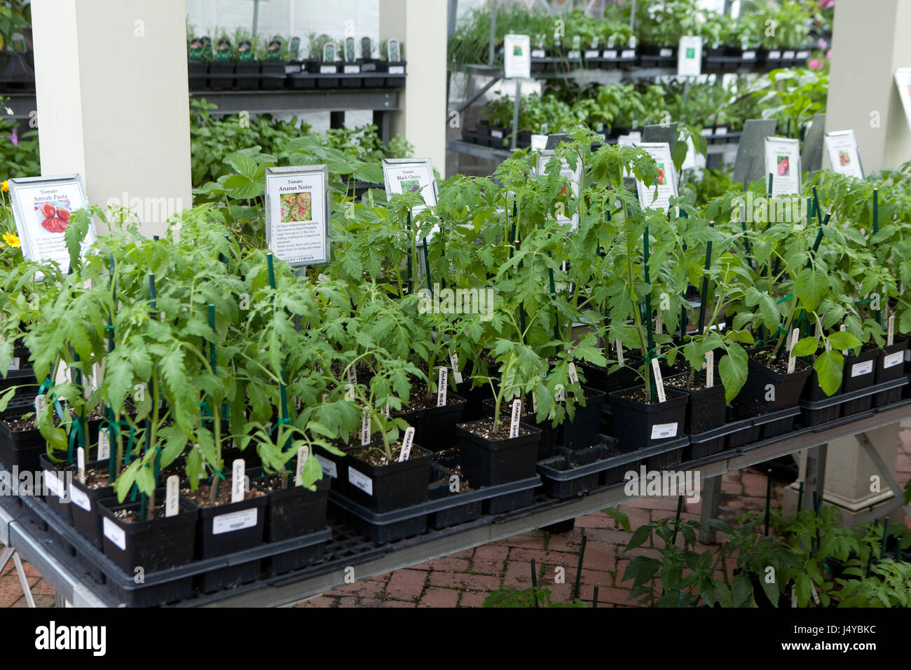 Tomato seedling trays at garden center - USA Stock Photo - Alamy