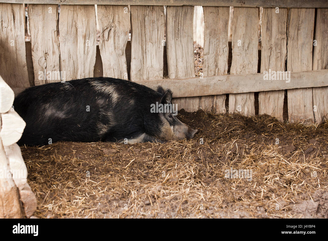 Pig lying in pigsty - USA Stock Photo - Alamy