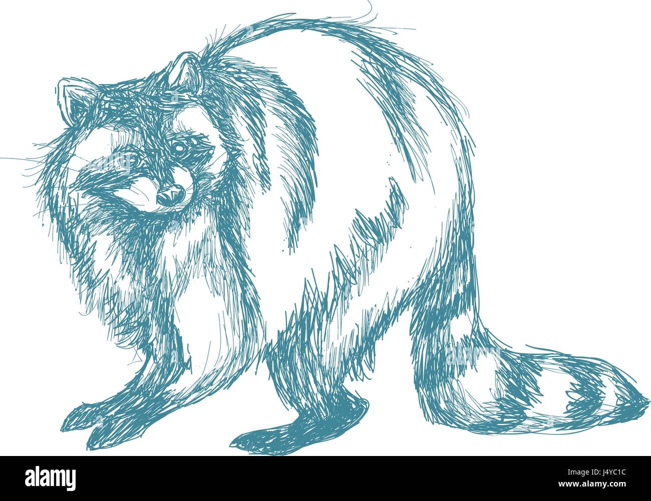How To Draw A Realistic Raccoon