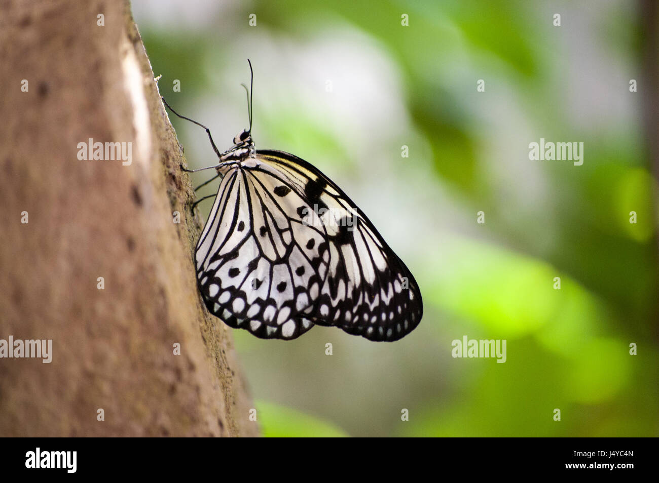 Ceylon Tree Nymph Butterfly Stock Photo - Alamy