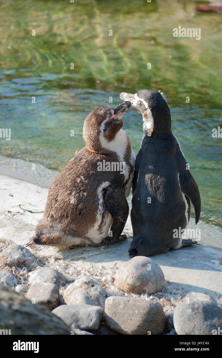 Penguin Couple in Love showing Affection to Each Other Stock Photo - Alamy