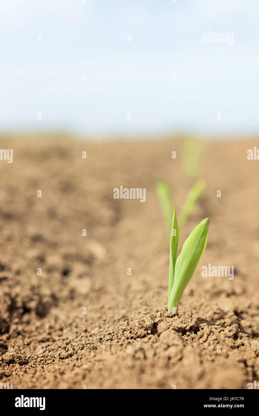 Young corn plant sprout growing from the ground Stock Photo - Alamy