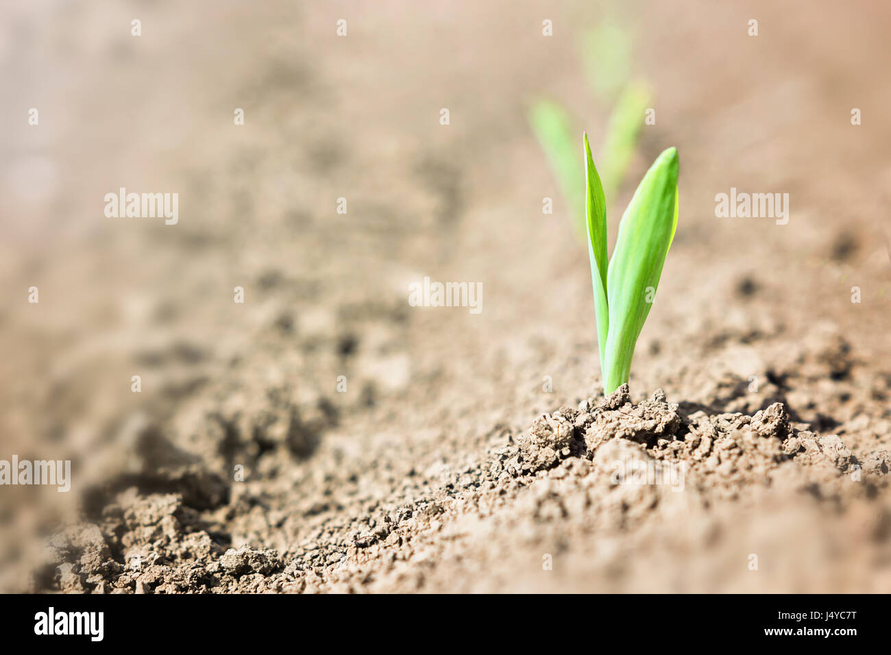 Young corn plant sprout growing from the ground Stock Photo - Alamy