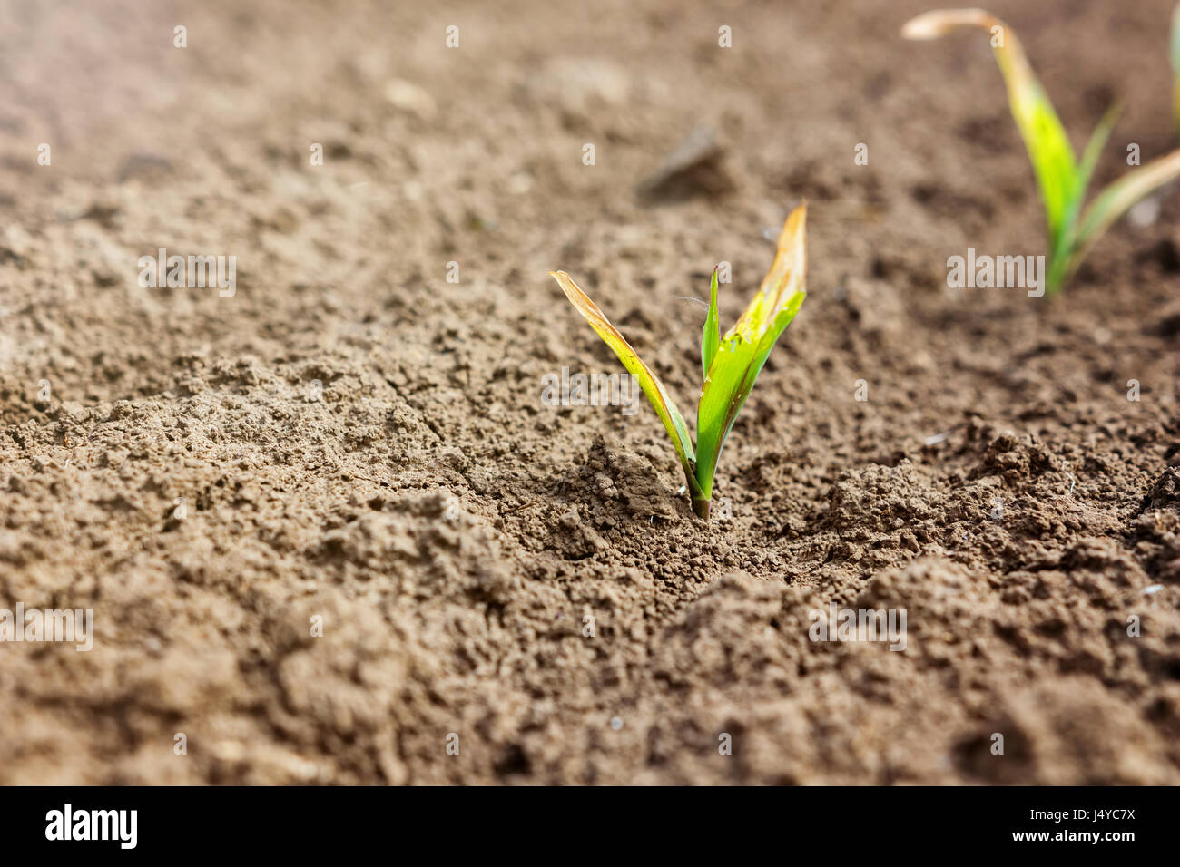 Young corn plant sprout growing. Frost damage to plants Stock Photo - Alamy