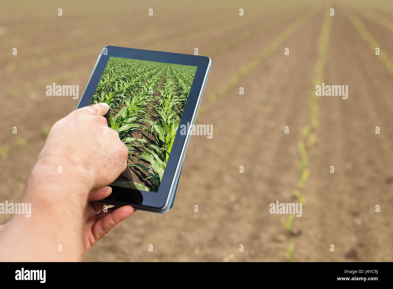 Smart agriculture. Farmer using tablet corn planting. Modern ...