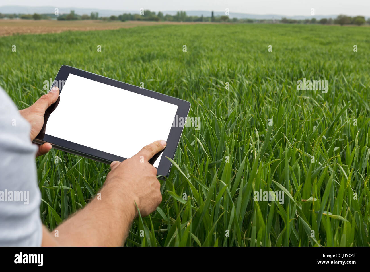 Farmer using tablet computer in green wheat field. White screen Stock ...