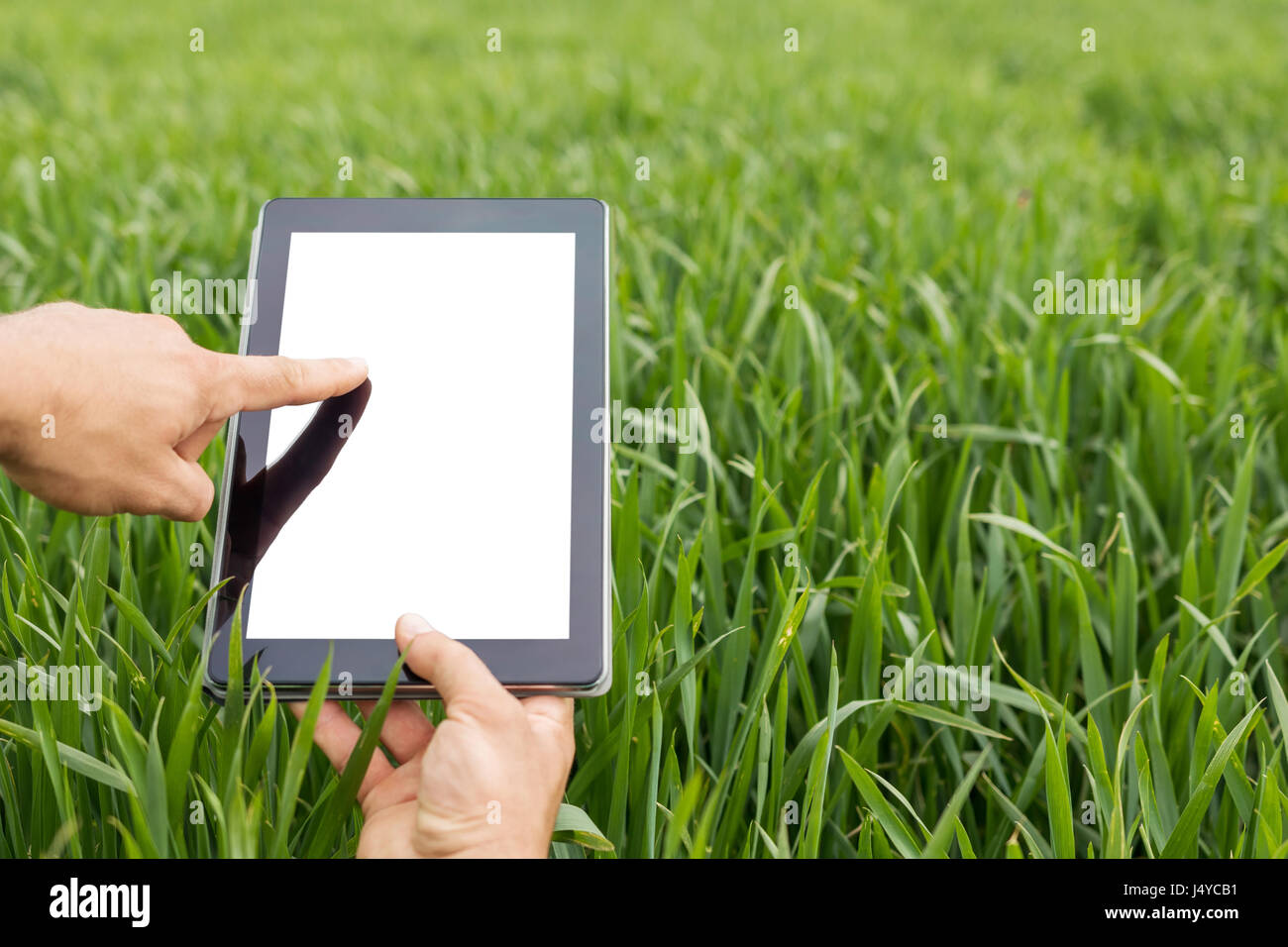 Farmer using tablet computer in green wheat field. White screen Stock ...