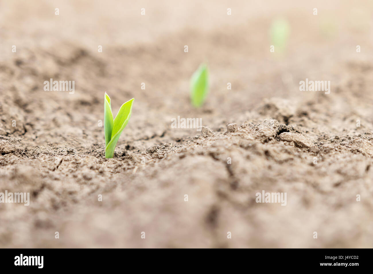 Young corn plant sprout growing from the ground Stock Photo - Alamy
