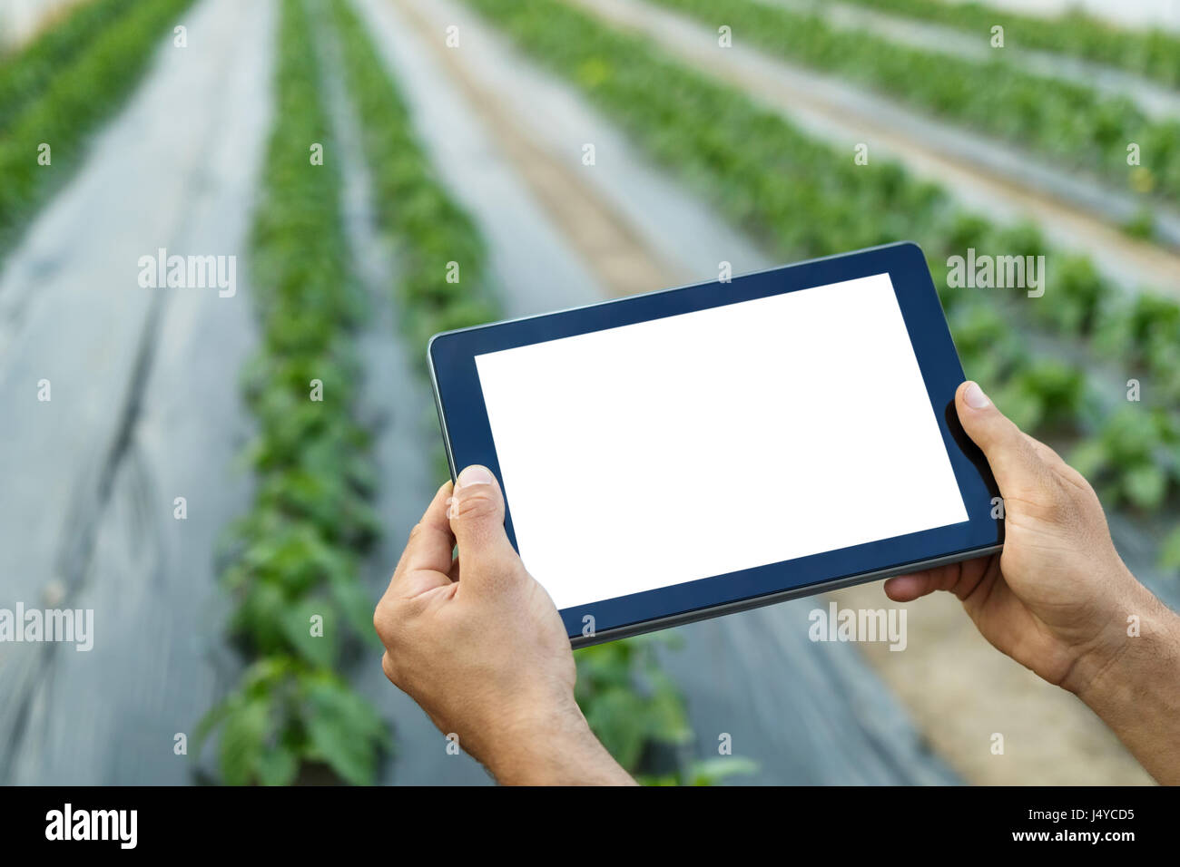 Farmer using tablet computer in greenhouse. White screen Stock Photo ...