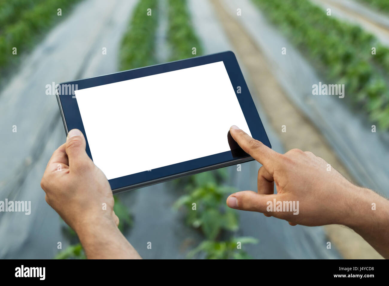 Farmer using tablet computer in greenhouse. White screen Stock Photo ...