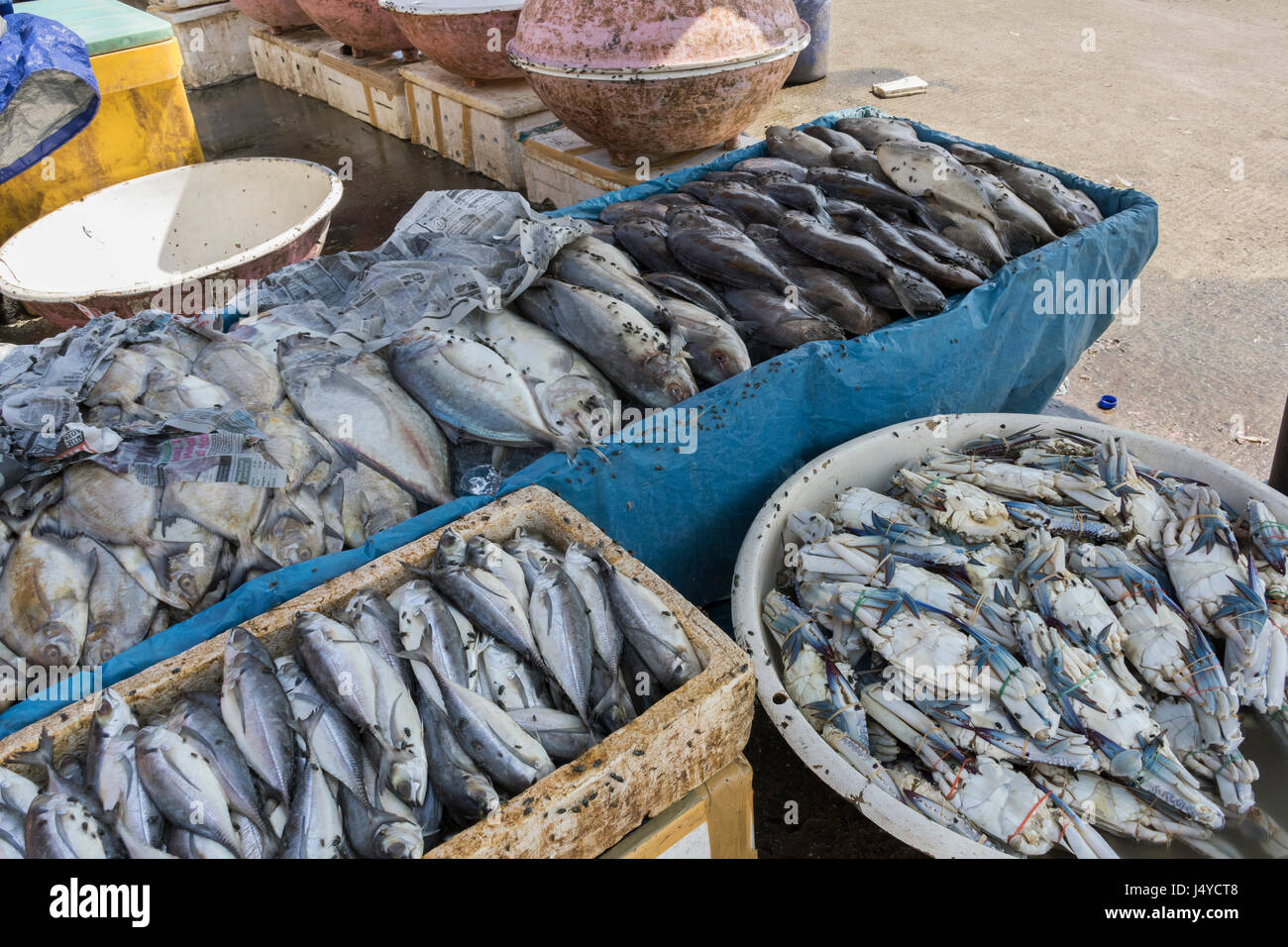 Pasar Ikah at Sunda Kelapa with fish, flies and Indonesian blue swimmer ...